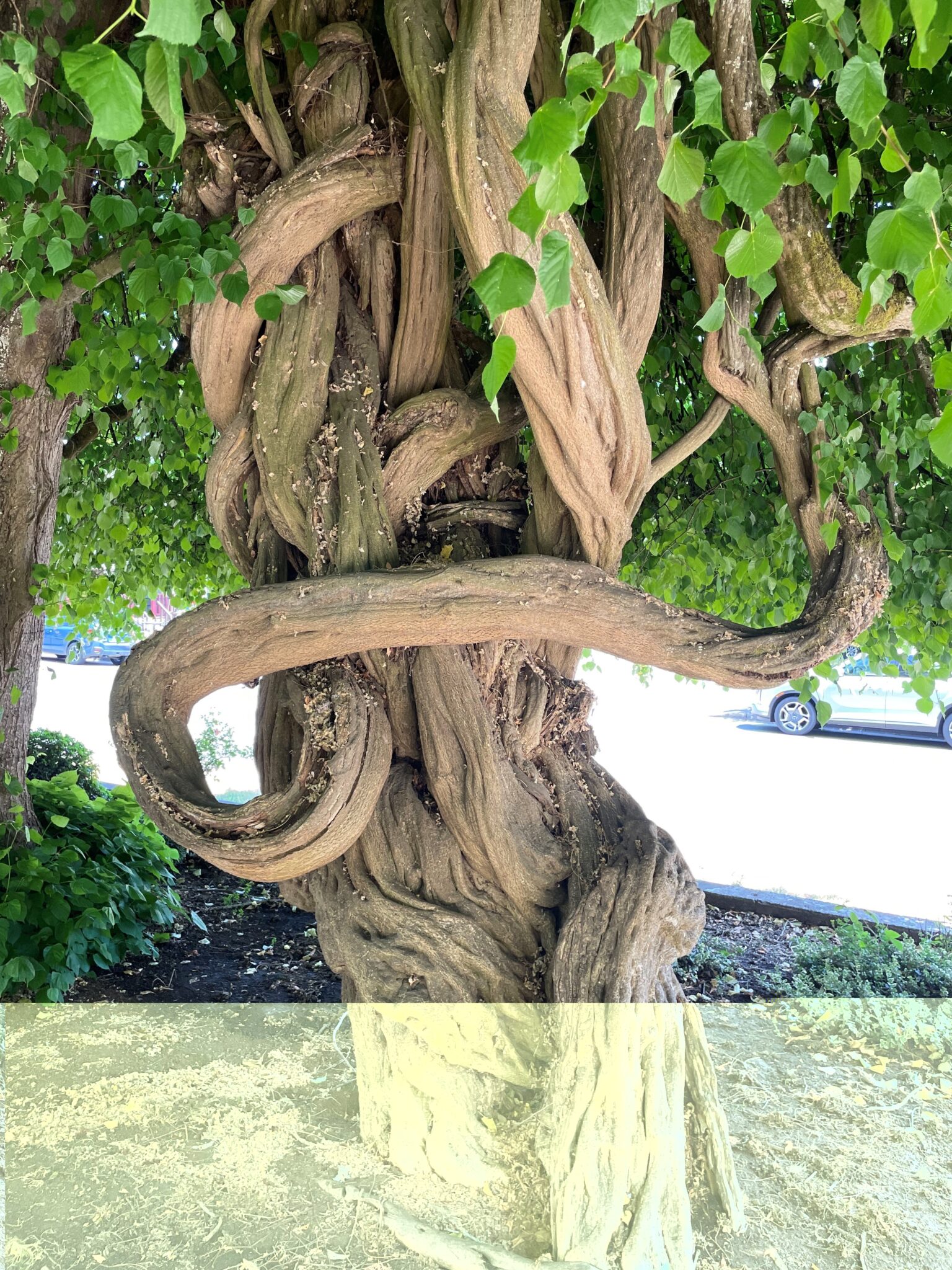 Oregon Heritage Tree to be Dedicated in Brownsville - 1430 KYKN