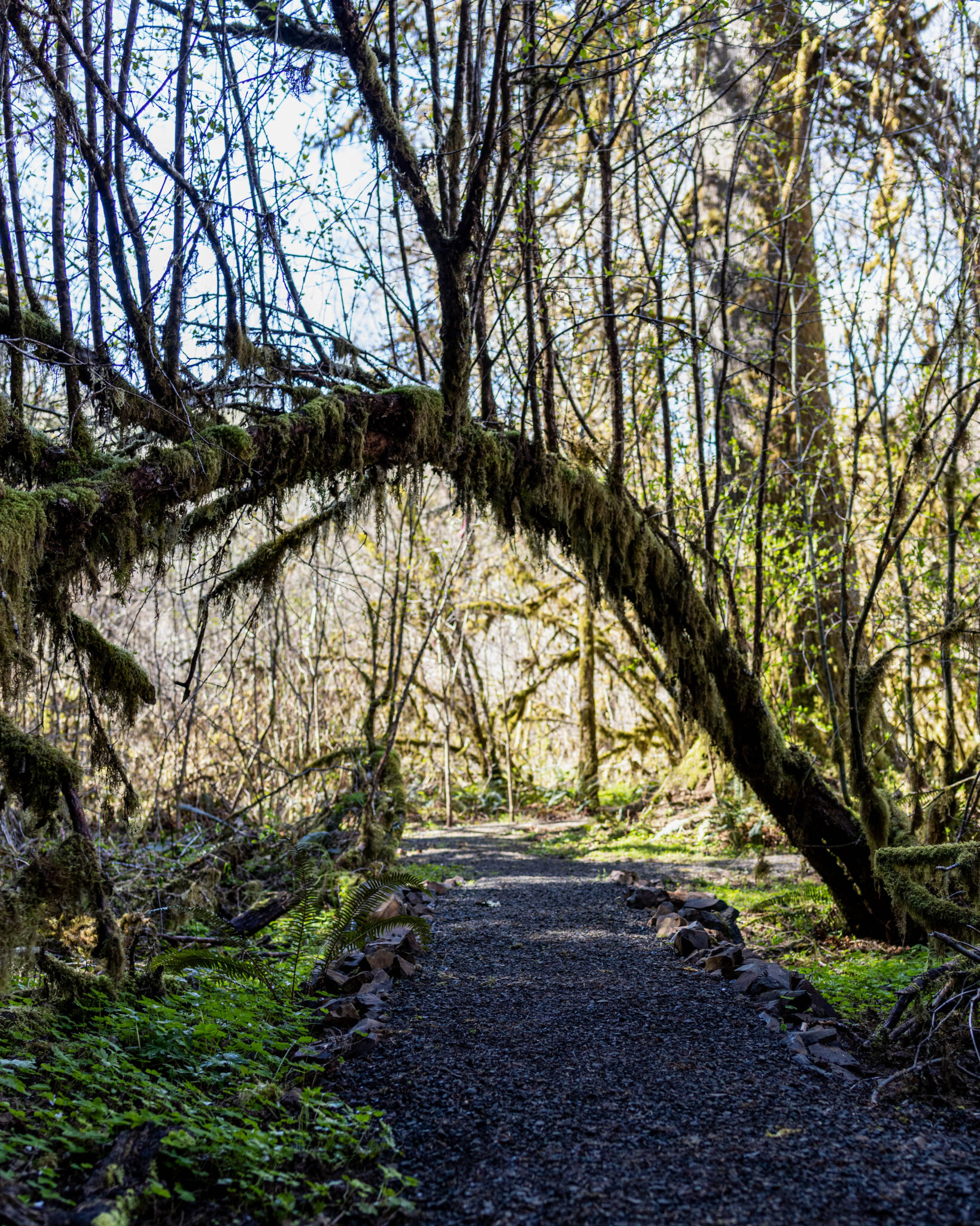 ODF's Northrup Creek Big Tree Trail inducted into the Oregon Heritage ...