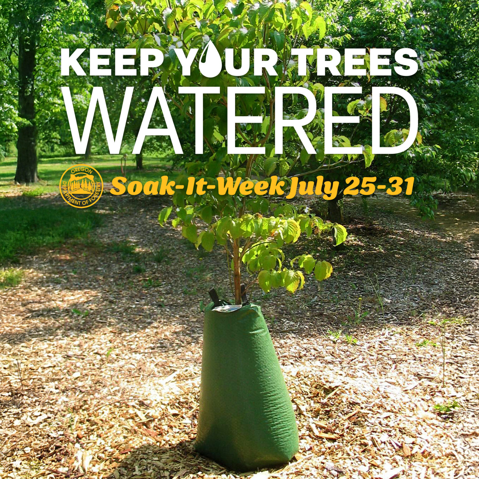 End of July is a Good Time to Give Urban Trees a Good Soaking - 1430 KYKN