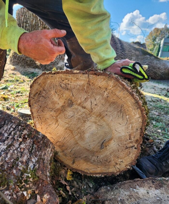 Mediterranean Oak Borer Found Widely Across Northern Willamette Valley ...