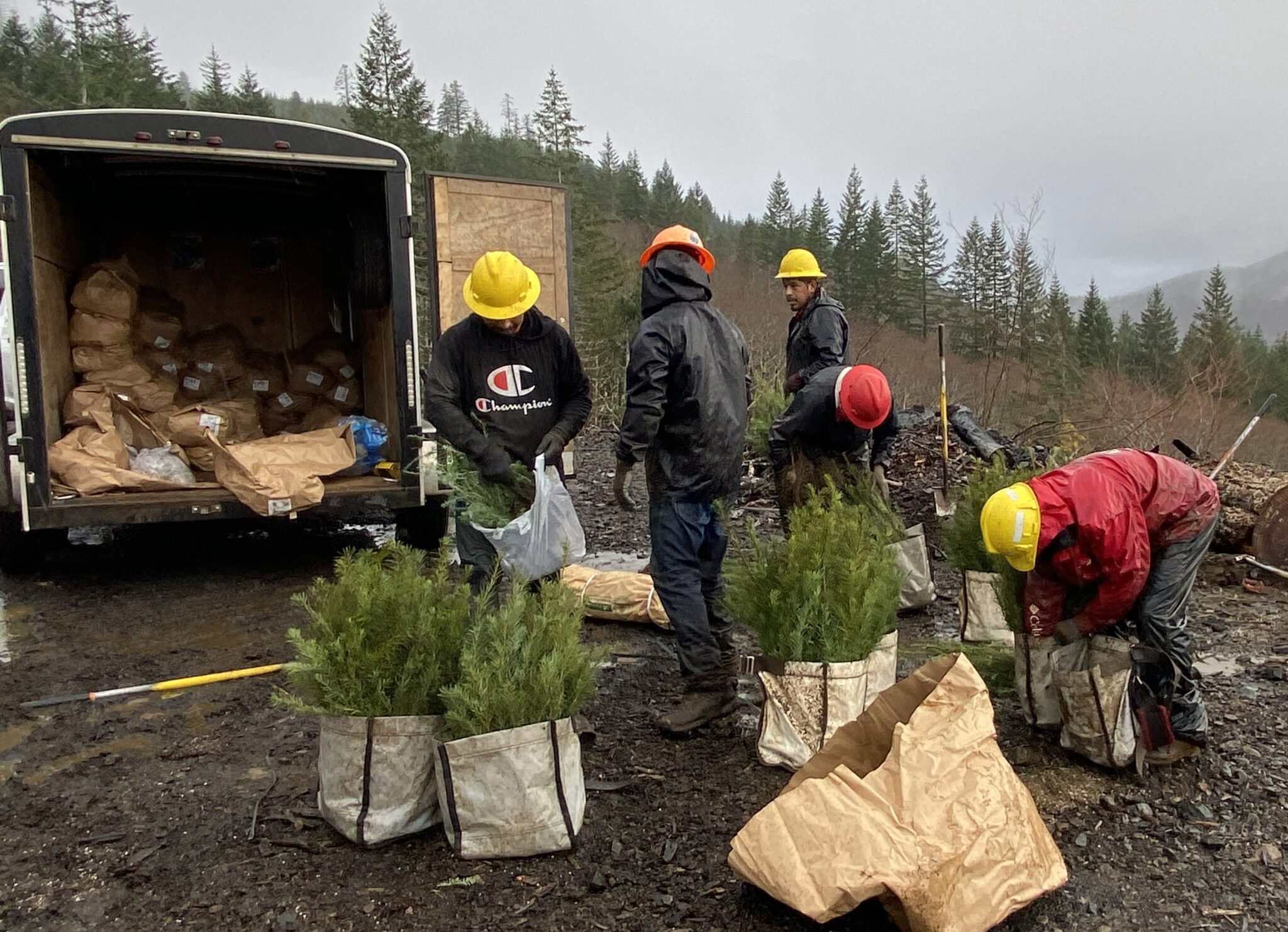 More than 2 million Seedlings Planted this Season in Oregon’s State ...