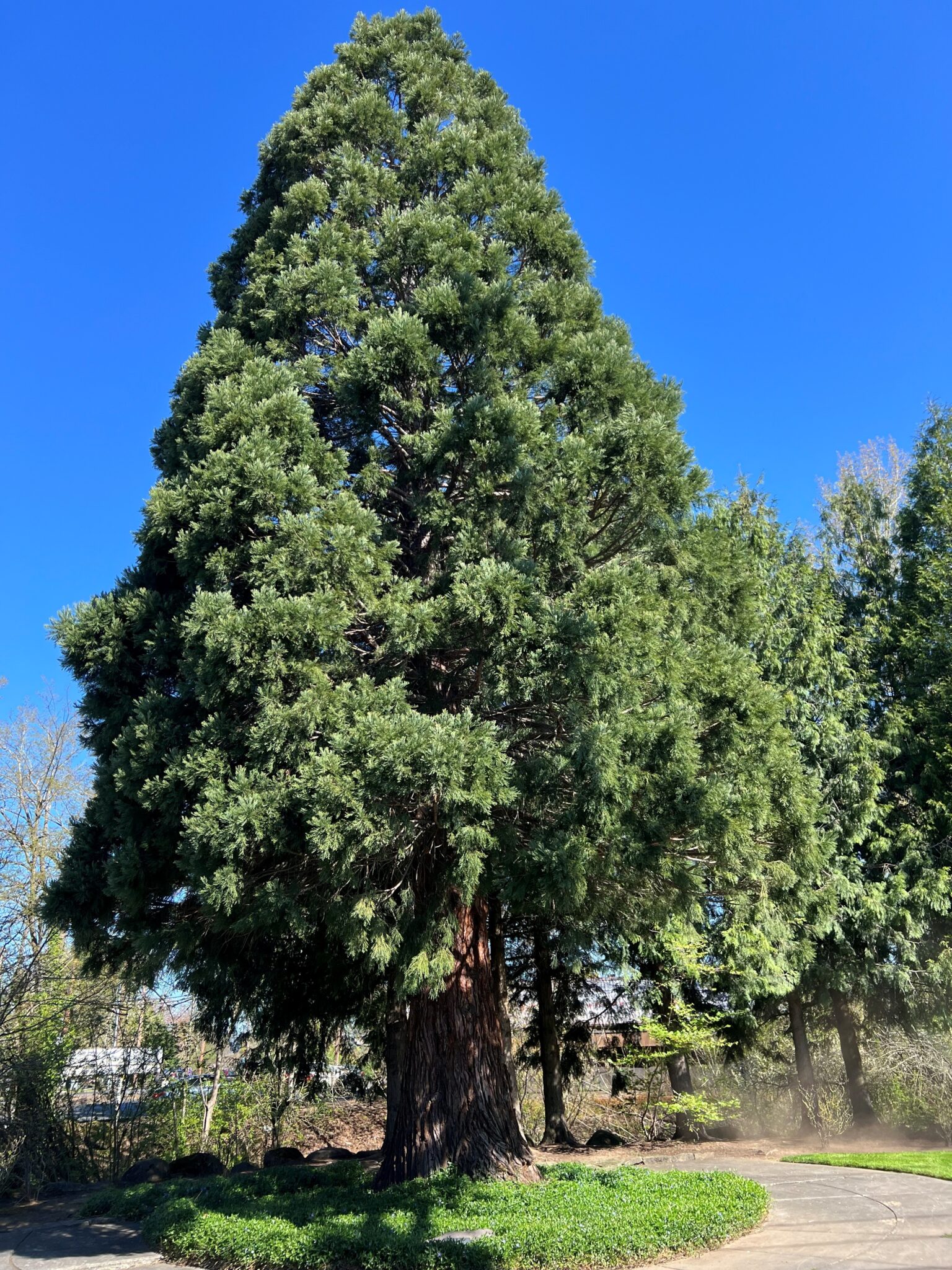 Fairview has Become Oregon's Newest Tree City USA - 1430 KYKN